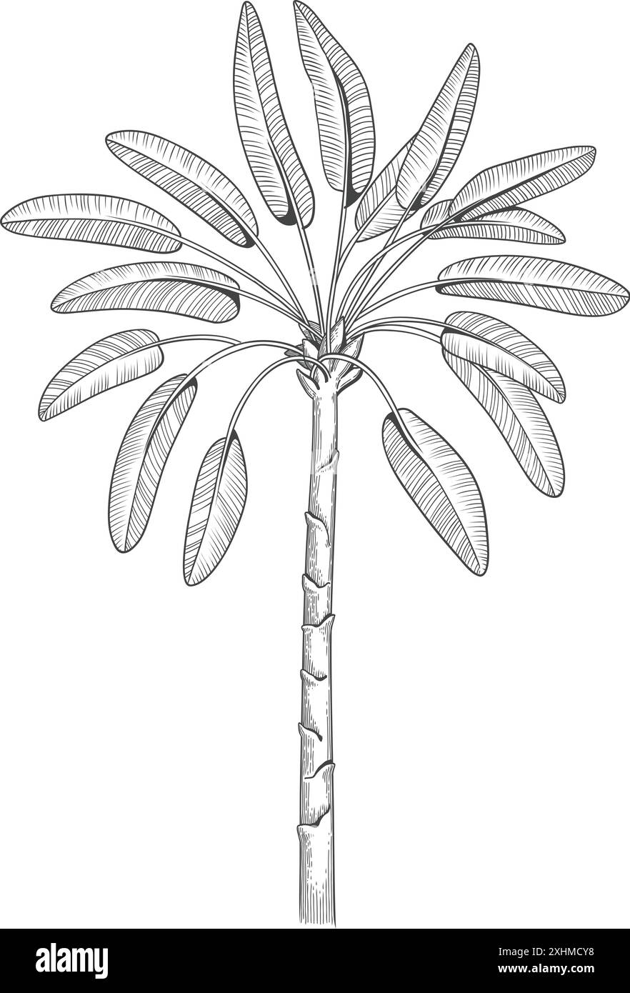 Hand drawn tropical palm tree. Vector of hawaii beach palm tree, fern ...
