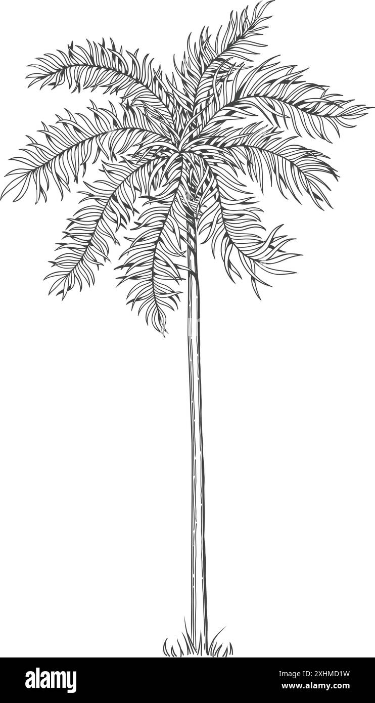 Hand drawn tropical palm tree. Vector of hawaii beach palm tree, fern ...