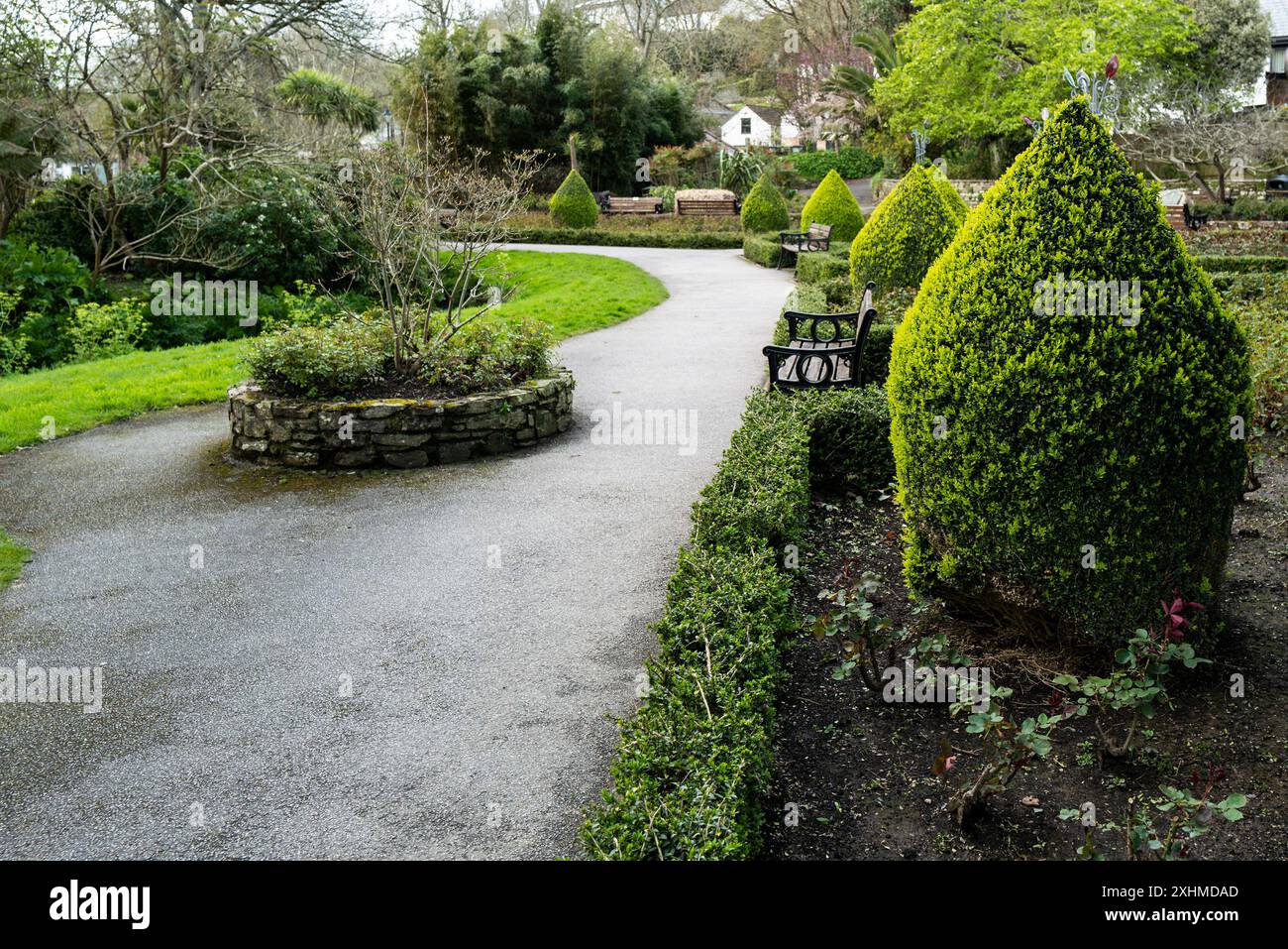 Ornamental Box Buxus shrubs growing in the award winning Rose Garden in ...