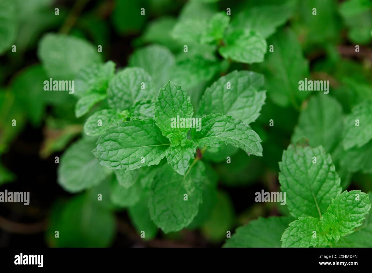 Healthy peppermint leaves close hi-res stock photography and images - Alamy