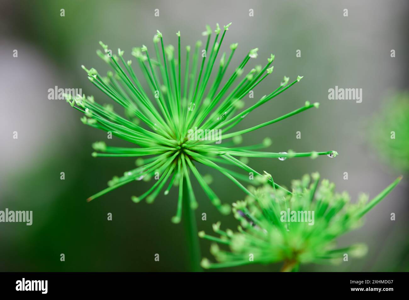 Beautiful grass flower blooming hi-res stock photography and images - Alamy