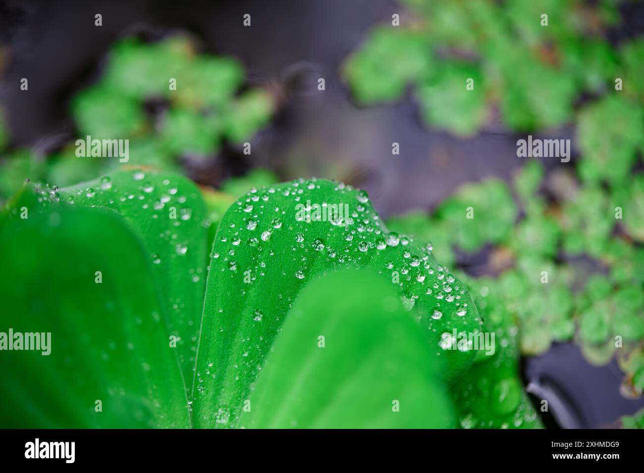 Rain vein hi-res stock photography and images - Alamy