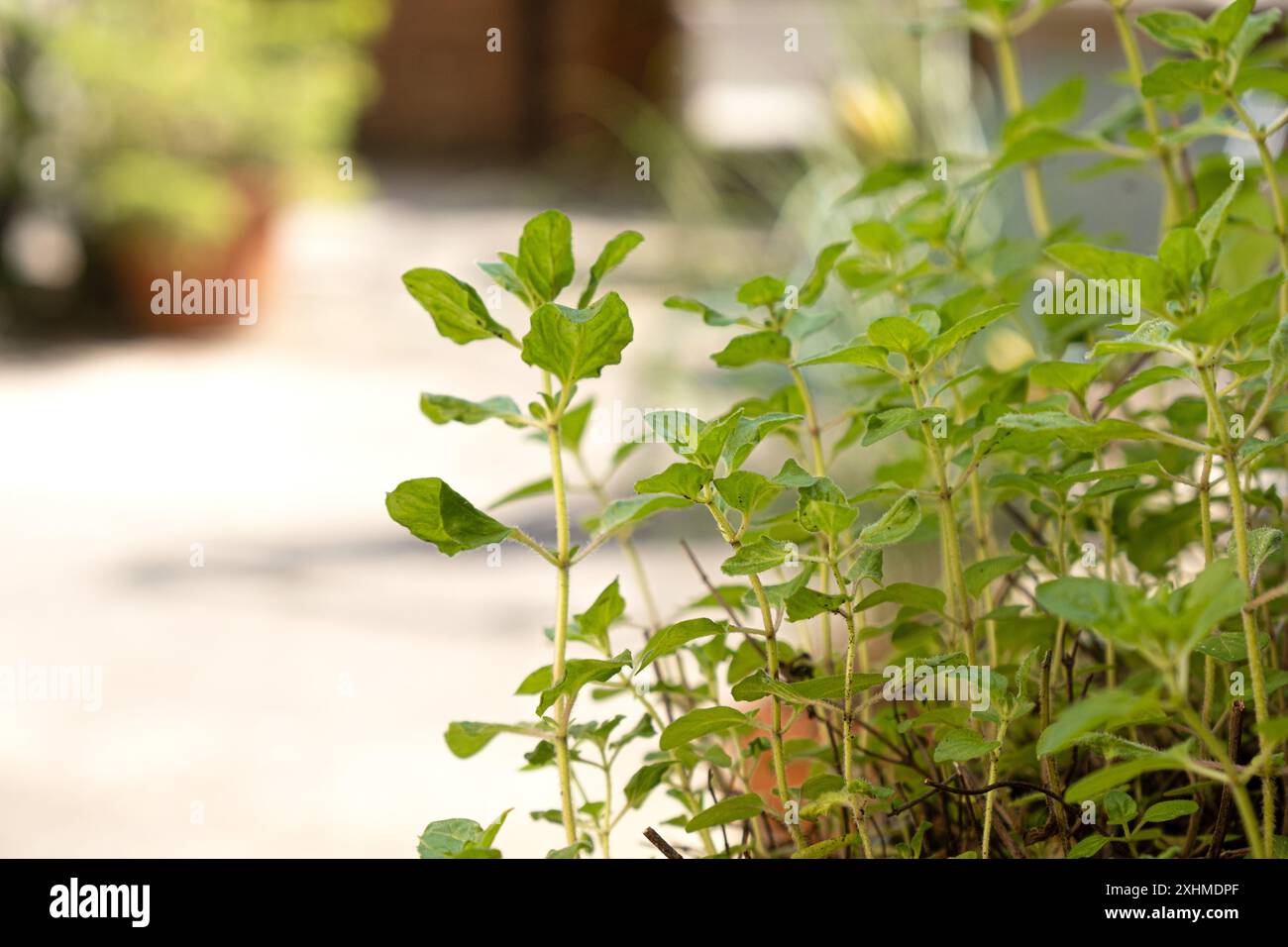 Oregano garden bed hi-res stock photography and images - Alamy
