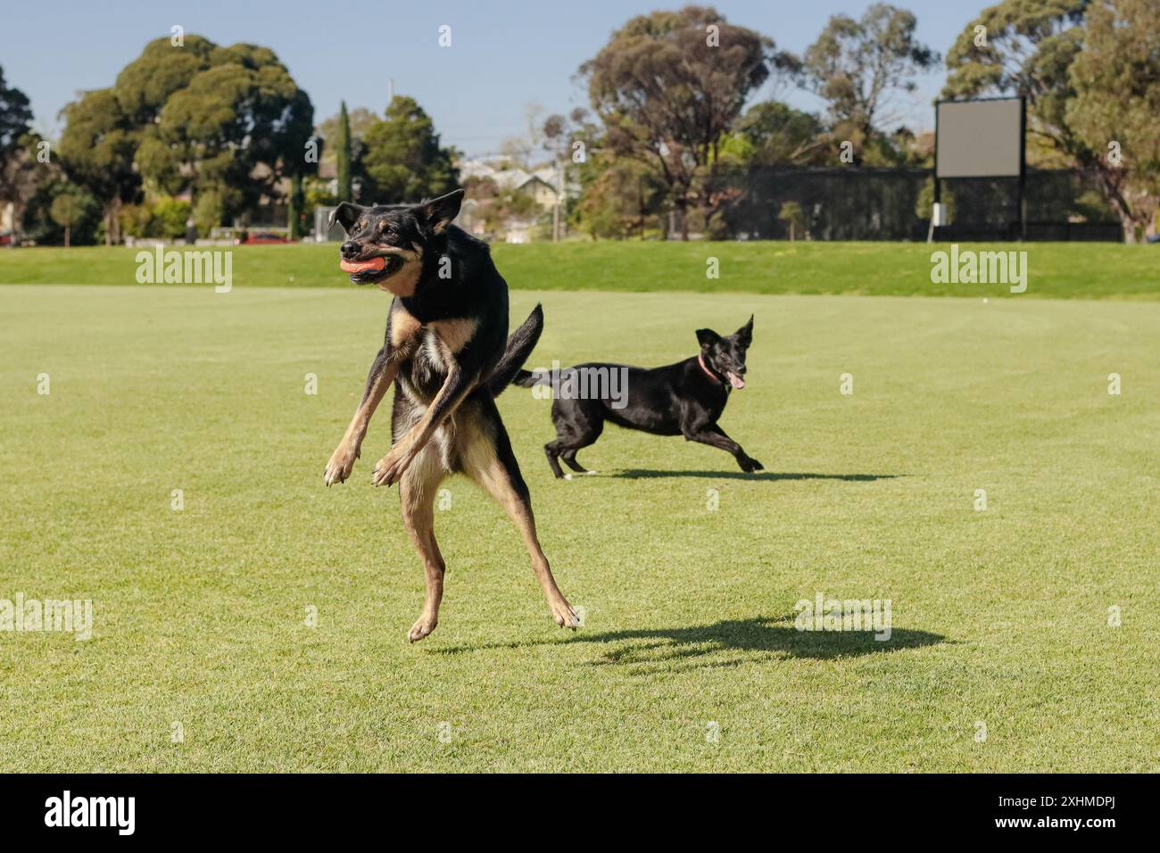 One ball playing dogs hi-res stock photography and images - Alamy