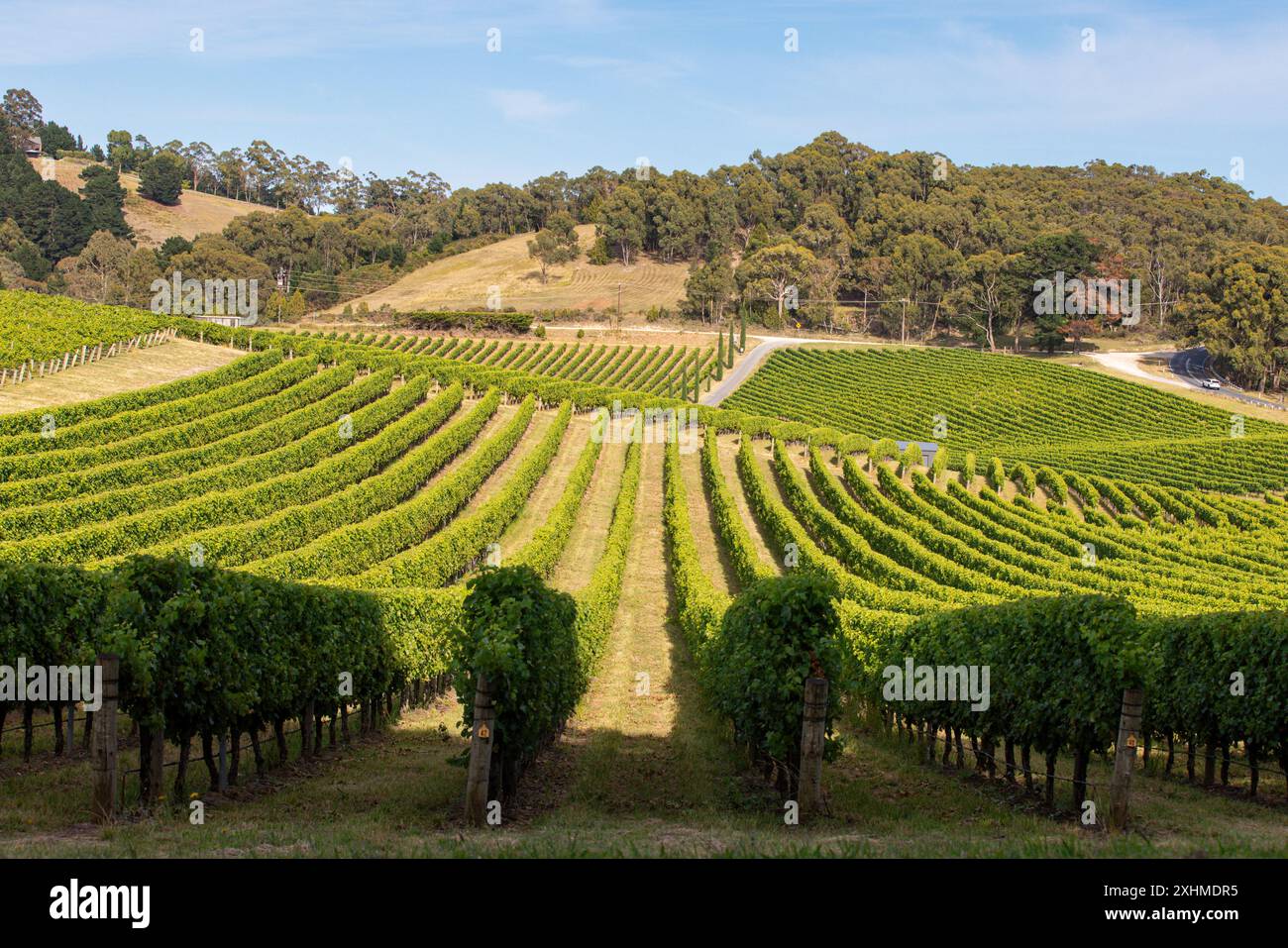 Vineyard landscape with green rows of grapevines and rolling hills ...
