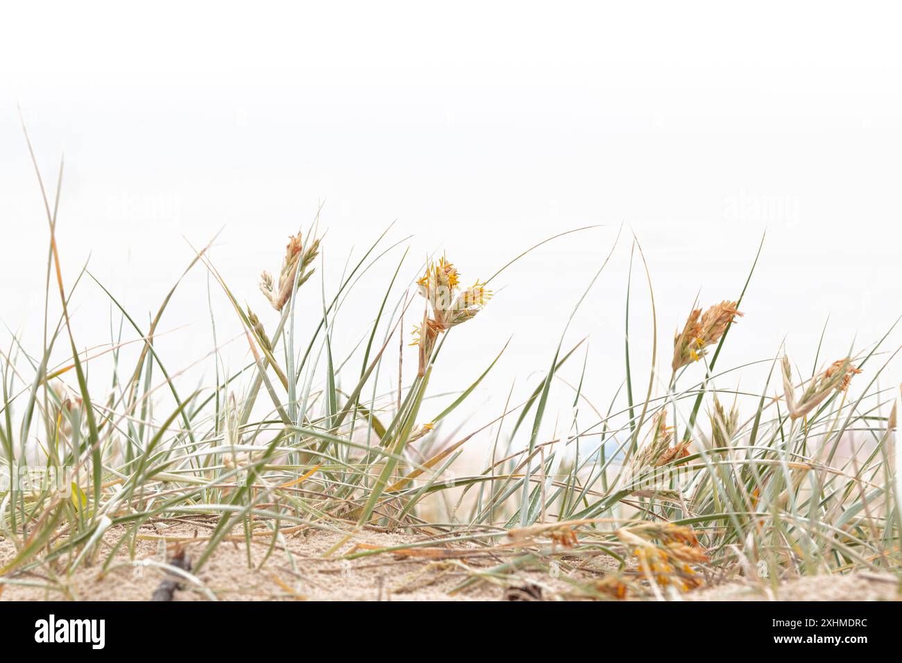Minimal grass nature background hi-res stock photography and images - Alamy