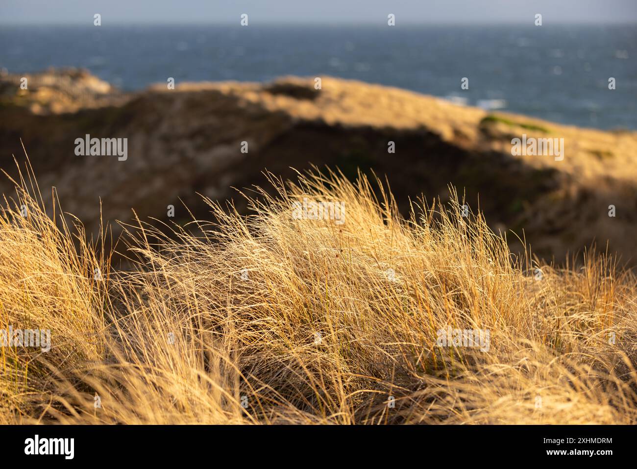 Golden grass on a coastal hillside with the ocean in background Stock ...