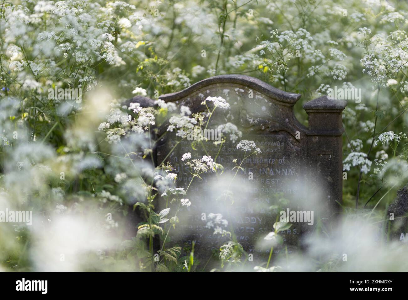 An old grave stone surrounded by a profusion of flowering cow parsley ...