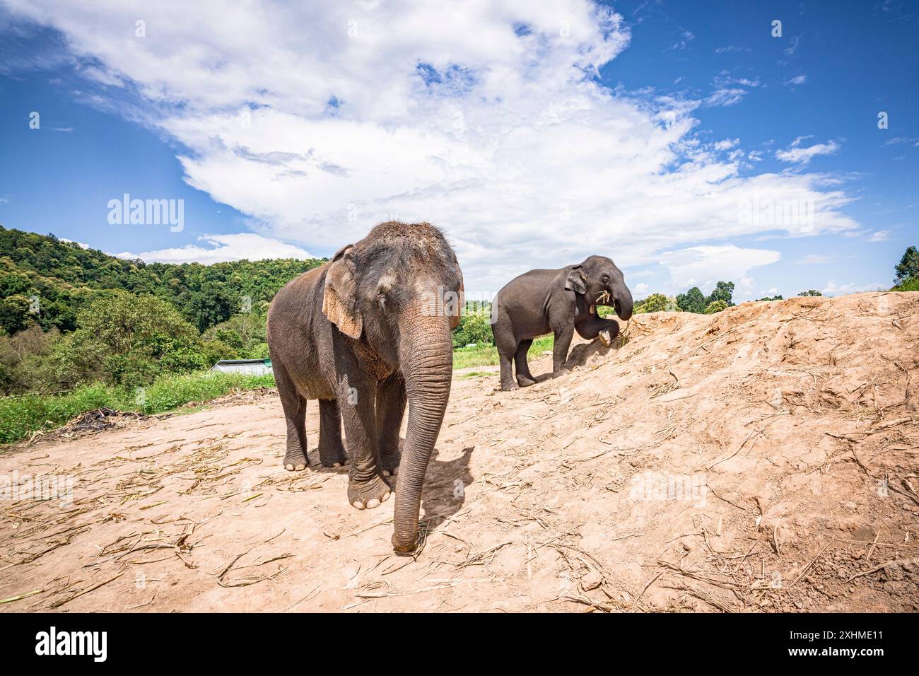 Asian elephants eating bamboo in a wildlife nature reserve, Thailand ...