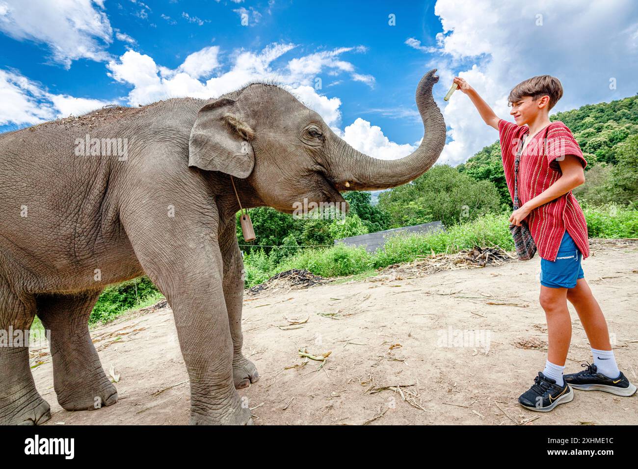 Cheerful boy feeding an elephant on adventure in a wildlife reserve ...