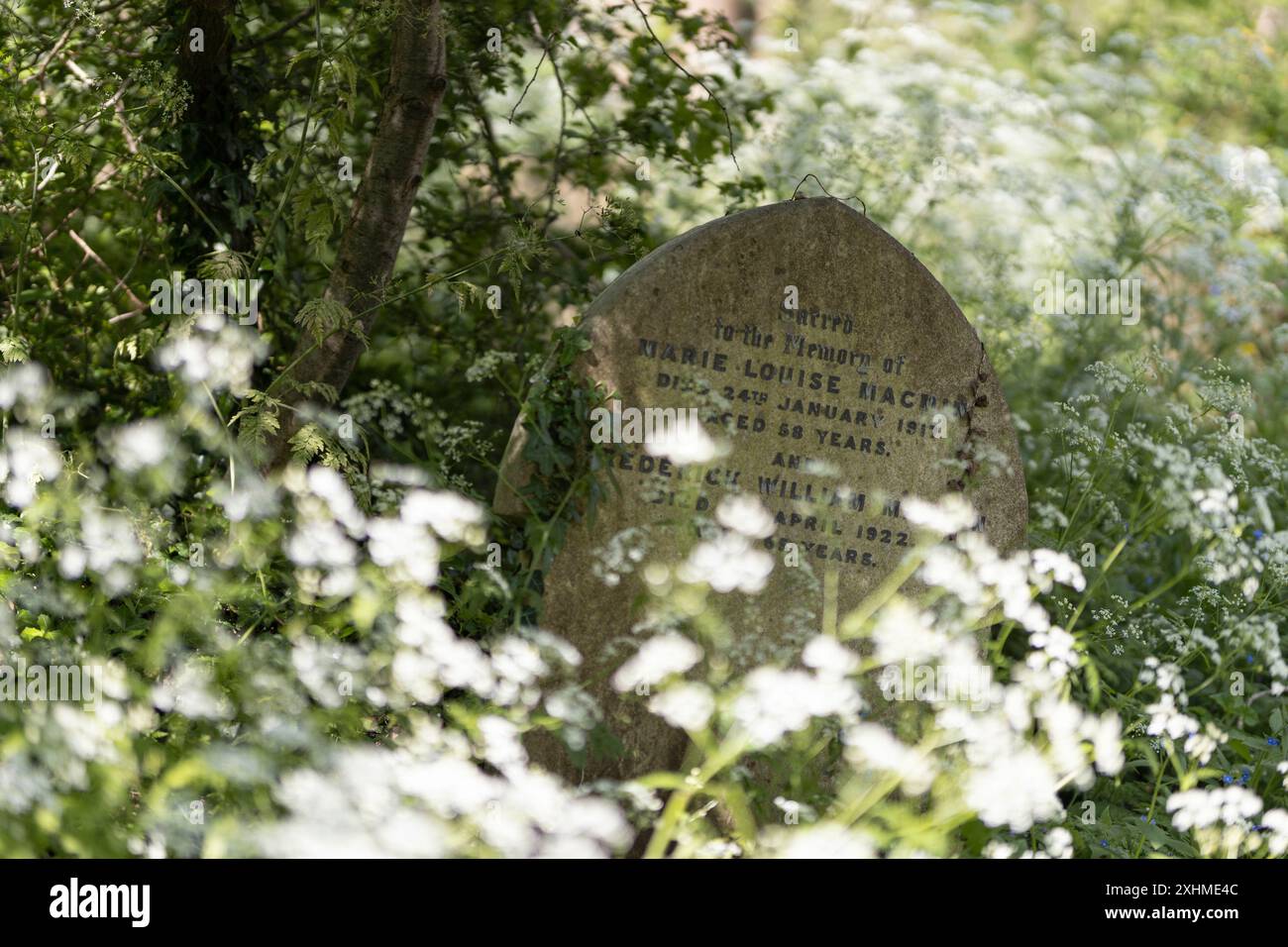 An old grave stone surrounded by a profusion of flowering cow parsley ...