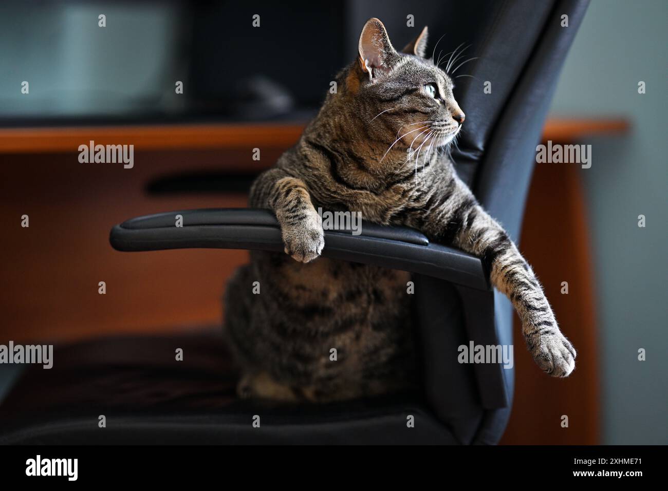 Cat office hi-res stock photography and images - Alamy