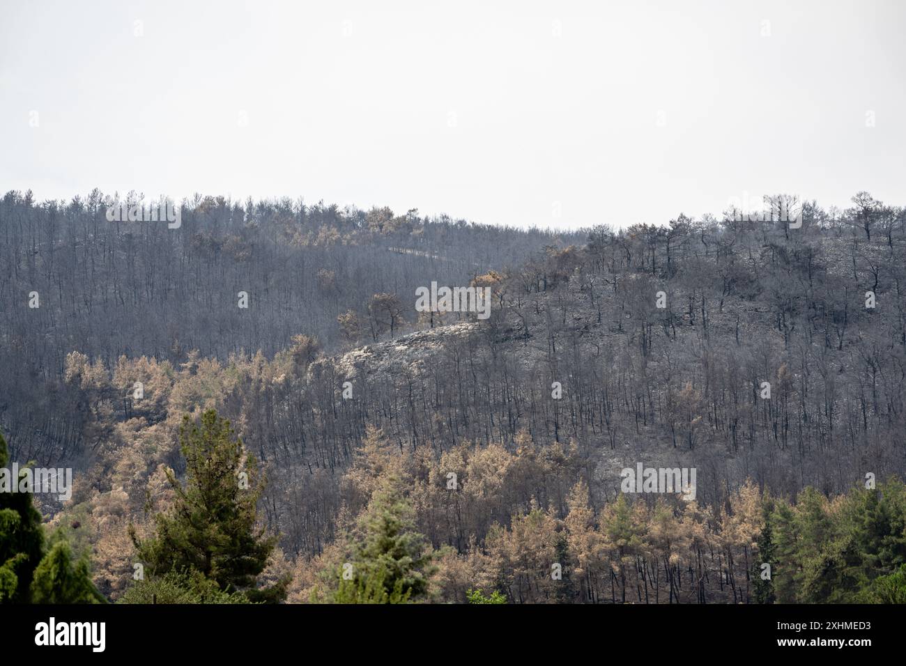 Dead trees and dead forest after a massive forest fire. Natural ...
