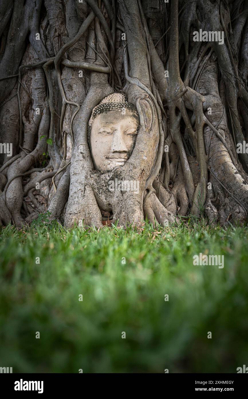 Buddha in a Banyan Tree, Wat Phra Mahathat temple, Thailand Stock Photo ...