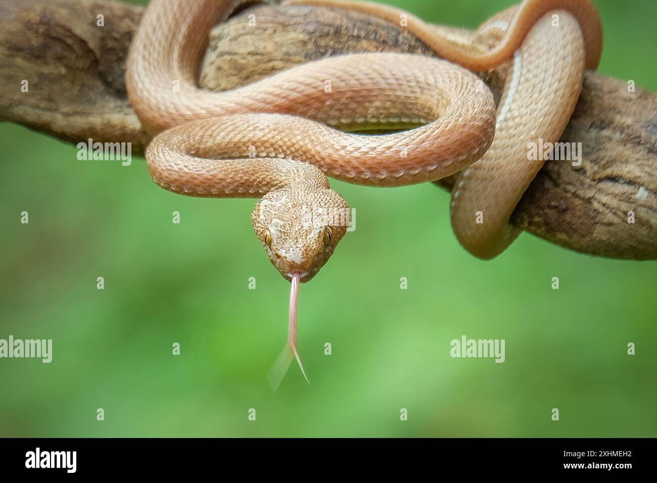 Get ready, Pink viper, Mangrove viper Stock Photo - Alamy