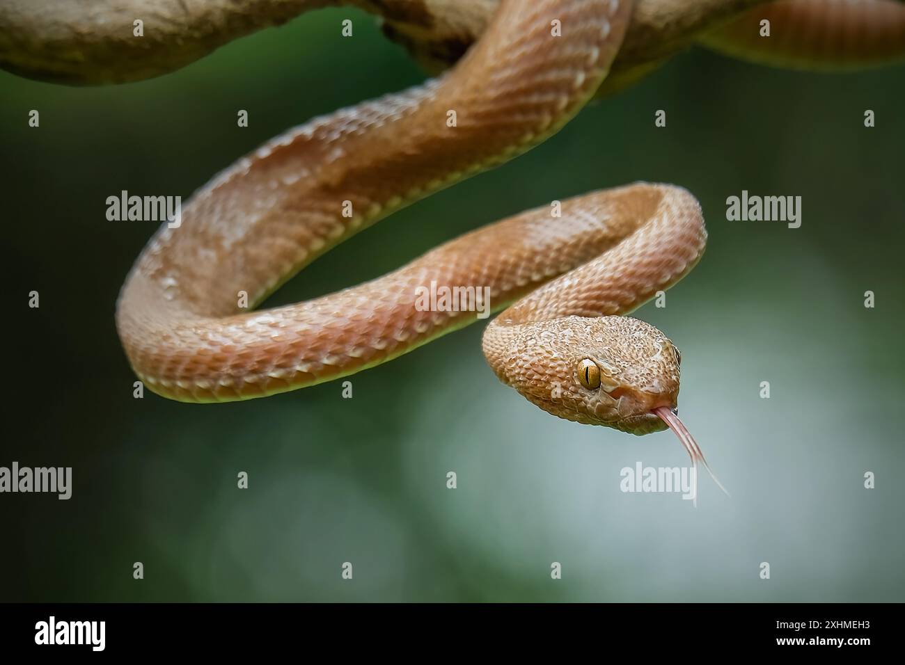 Get ready, Pink viper, Mangrove viper Stock Photo - Alamy