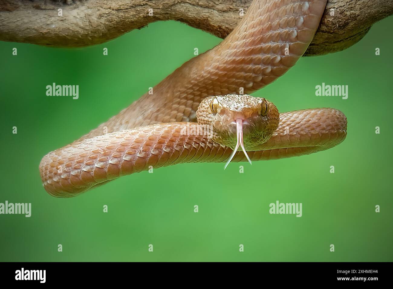 Get ready, Pink viper, Mangrove viper Stock Photo - Alamy