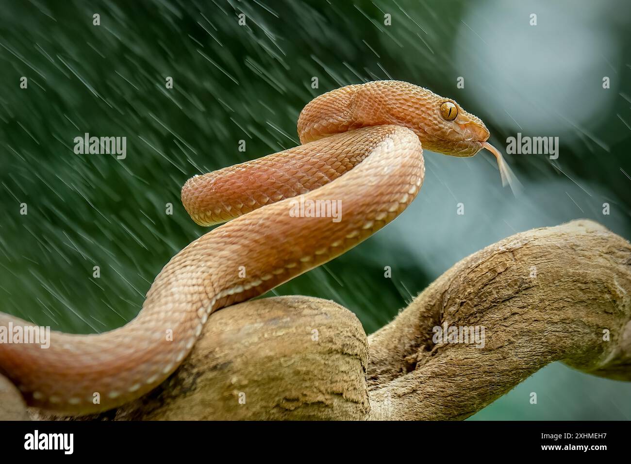 Get ready, Pink viper, Mangrove viper Stock Photo - Alamy