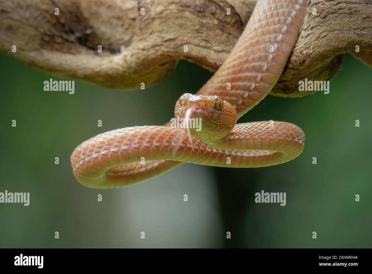 Get ready, Pink viper, Mangrove viper Stock Photo - Alamy