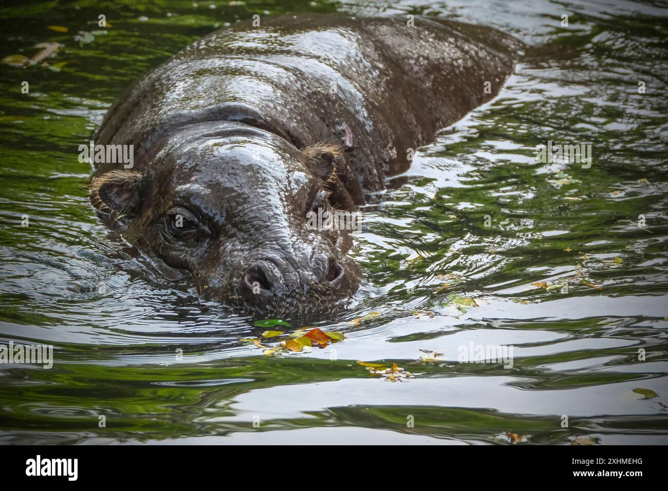 Sungai hutan hi-res stock photography and images - Alamy