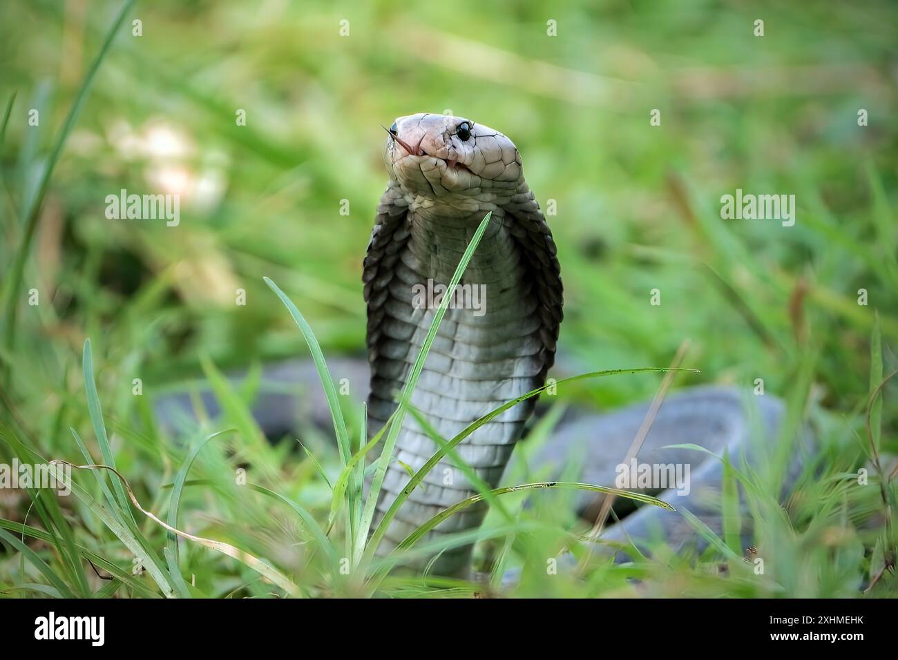 Naja naja fangs hi-res stock photography and images - Alamy