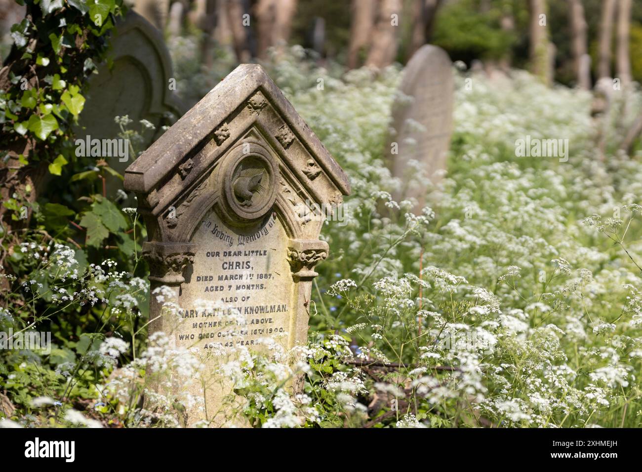 An old, ornate, carved, stone grave stone amongst a profusion of cow ...