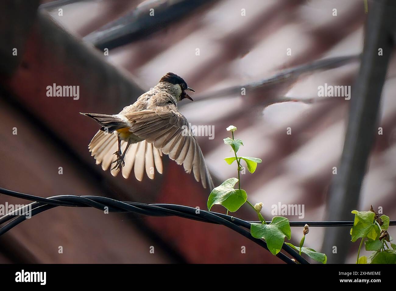 The sooty-headed bulbul (Pycnonotus aurigaster Stock Photo - Alamy