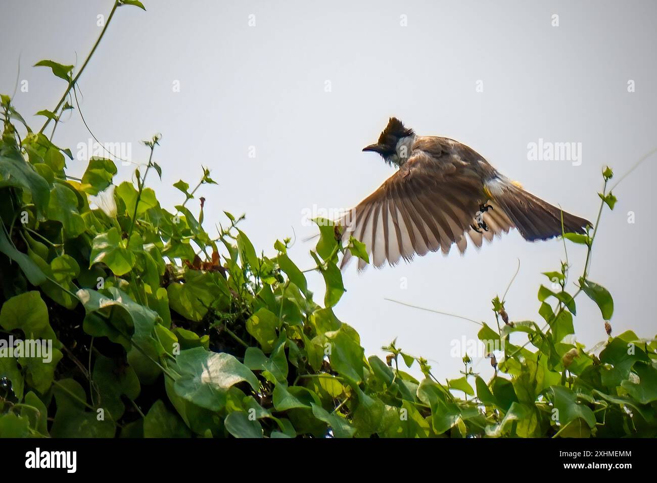 The sooty-headed bulbul (Pycnonotus aurigaster Stock Photo - Alamy