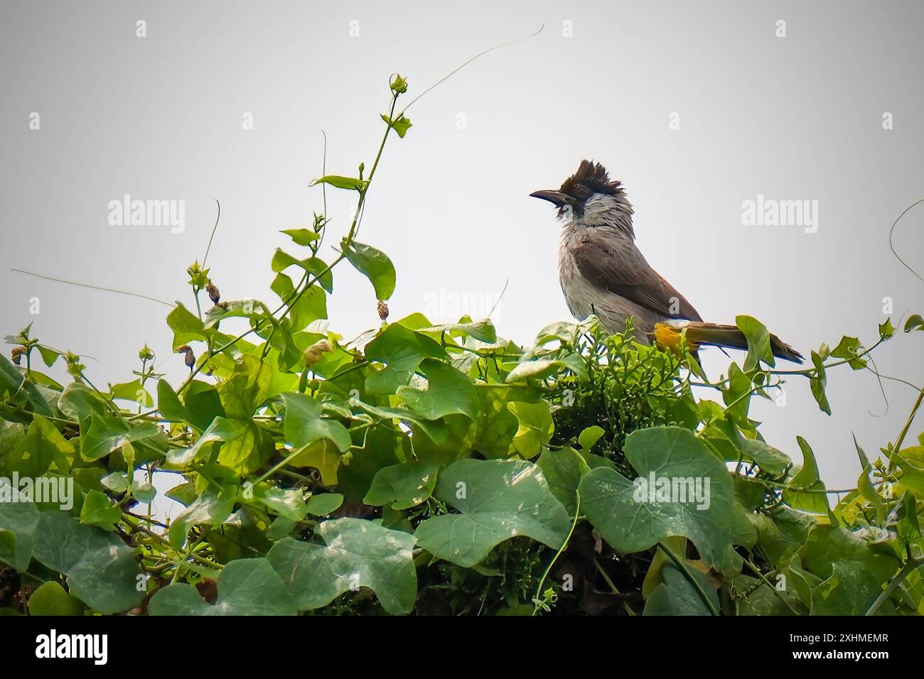 The sooty-headed bulbul (Pycnonotus aurigaster Stock Photo - Alamy