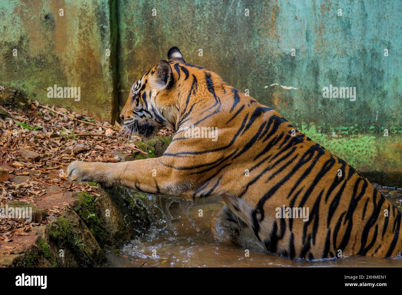 Sumatra tiger in the water Stock Photo - Alamy