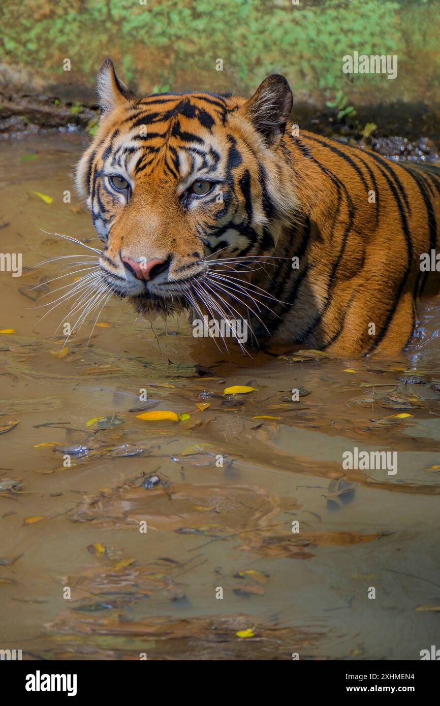 Sumatra tiger in the water Stock Photo - Alamy