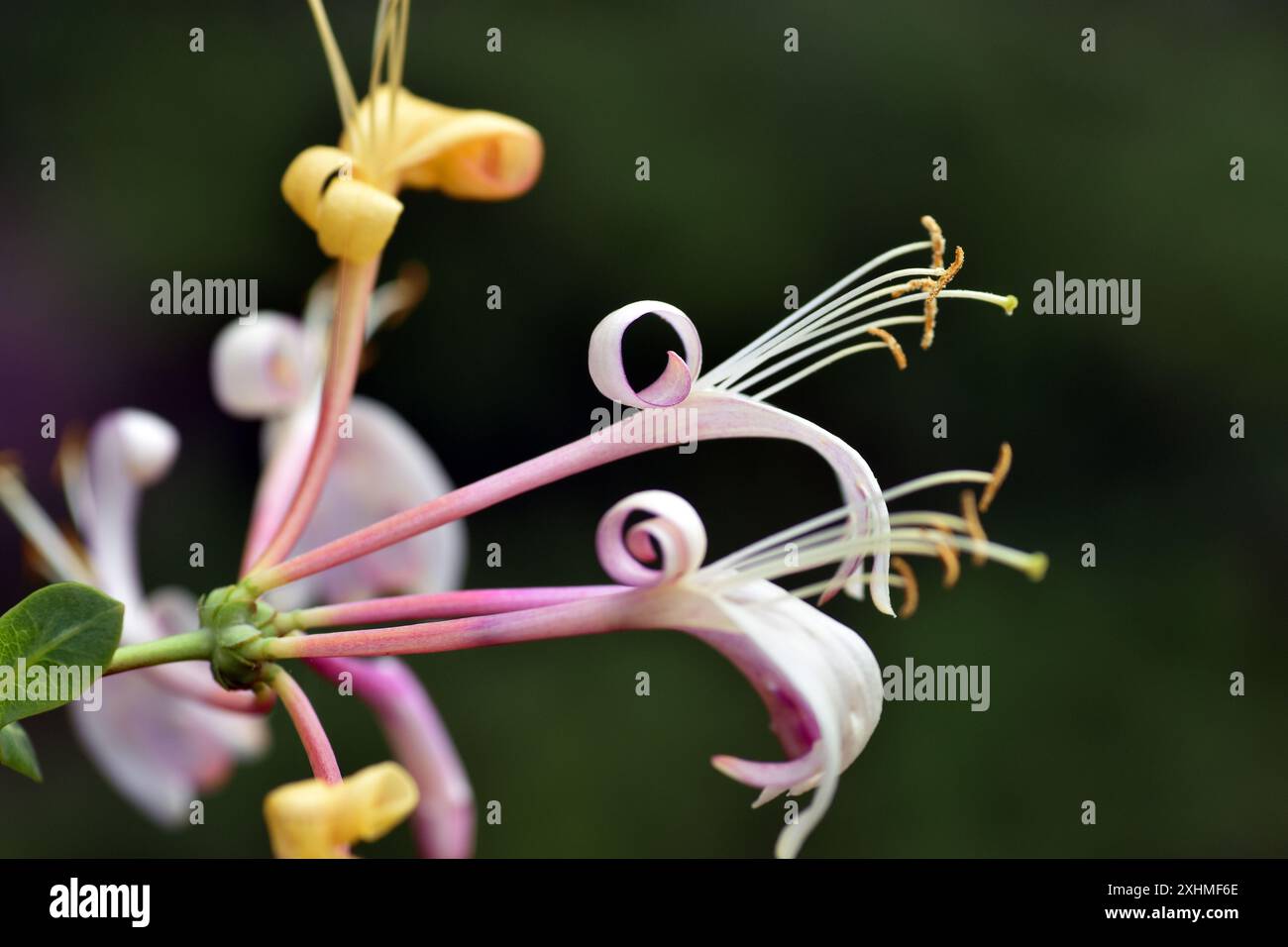 Detail of the flowers of Etruscan honeysuckle (Lonicera etrusca Stock ...