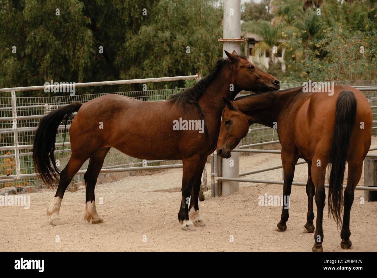 Two brown horses nuzzling each other in a sandy enclosure Stock Photo ...