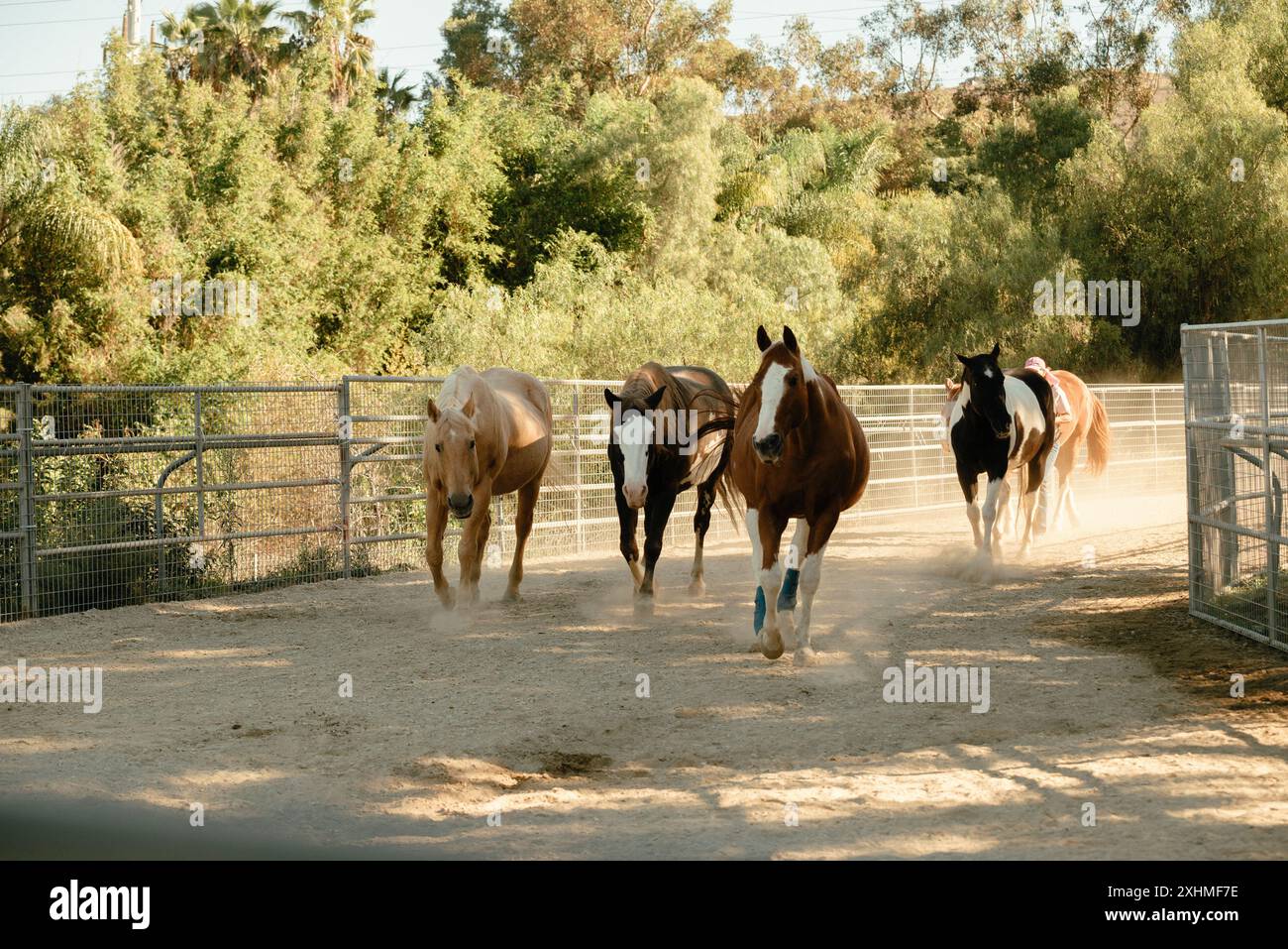Stable enclosure hi-res stock photography and images - Alamy