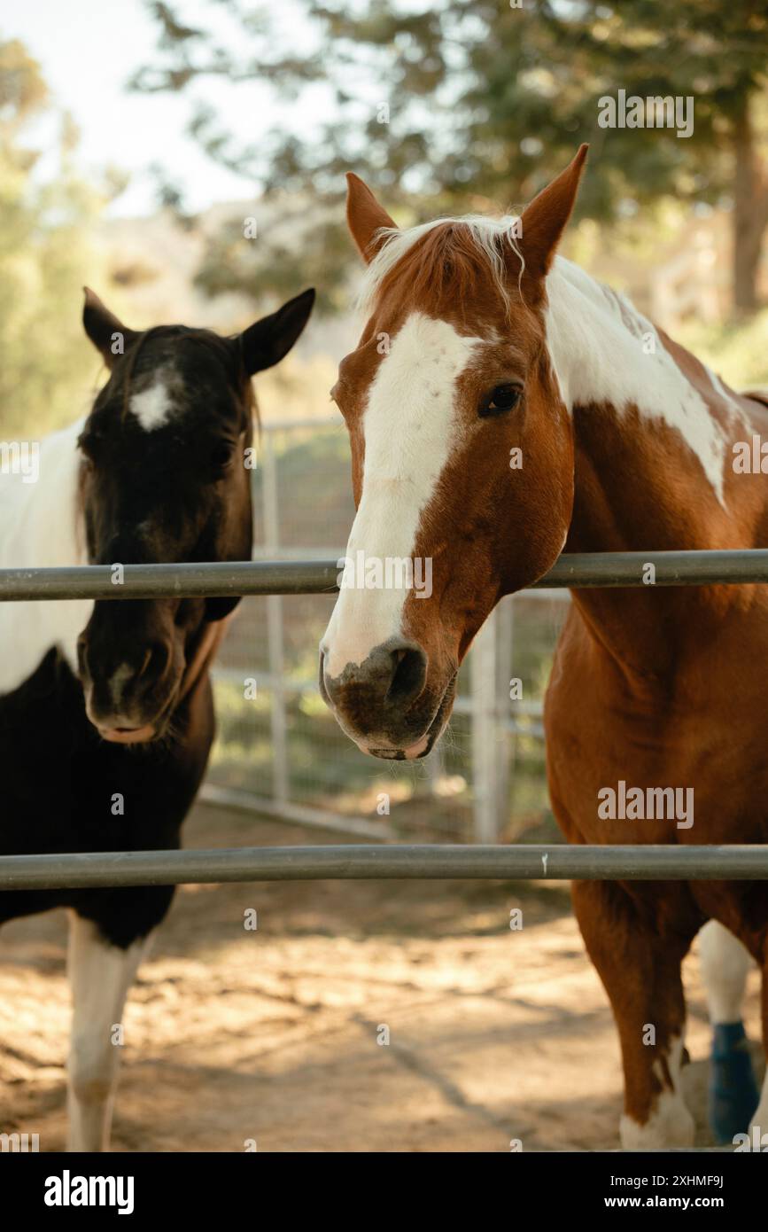 Two black horses behind hi-res stock photography and images - Alamy