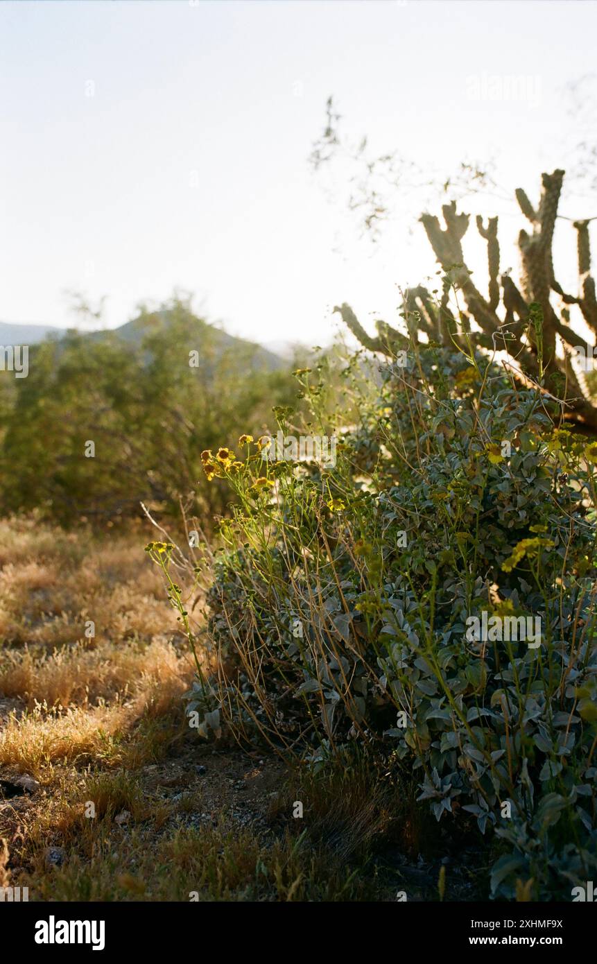 Cinematic flowers hi-res stock photography and images - Alamy