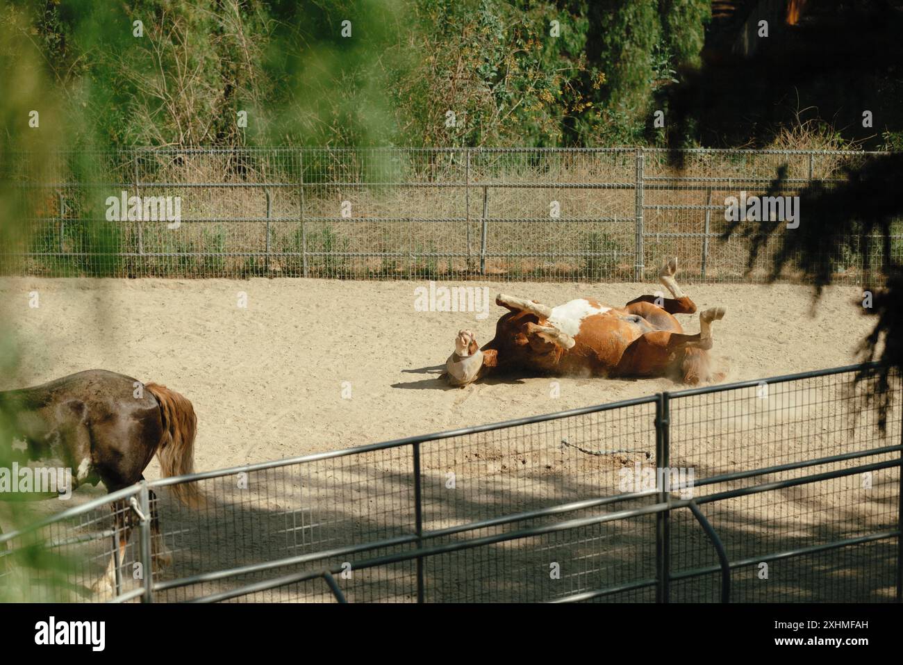Horse rolling on the ground in a fenced paddock Stock Photo - Alamy
