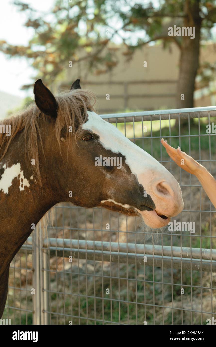 Human horse bond hi-res stock photography and images - Alamy