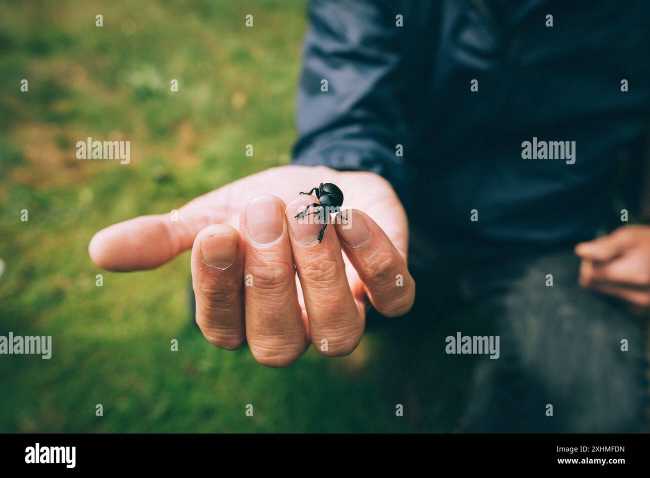 Man holding Bloody-nosed beetle in his hand Stock Photo - Alamy