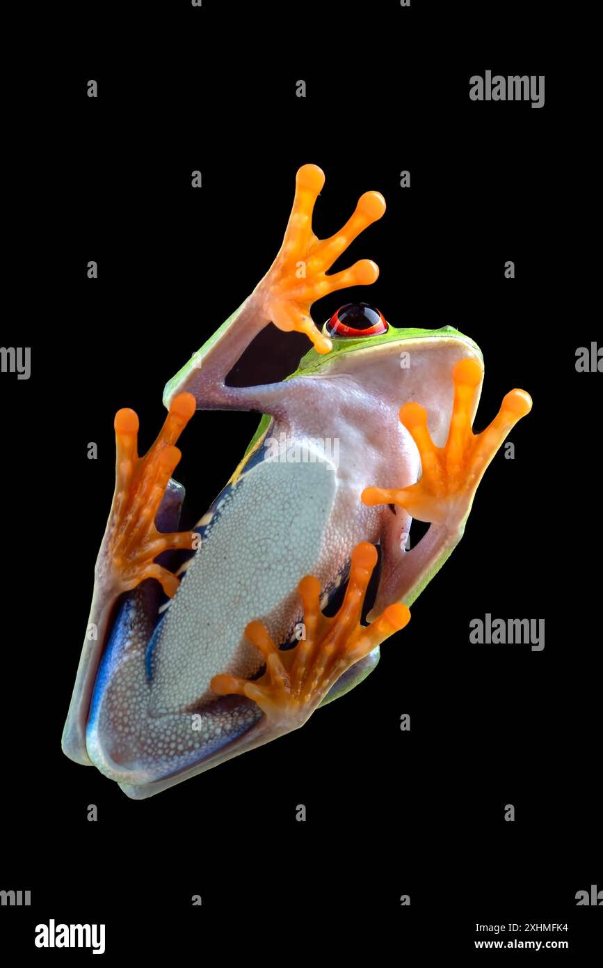 details of a red eyed tree frog seen from below Stock Photo - Alamy