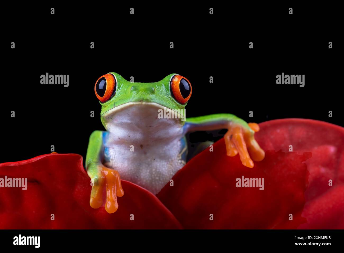 Red eyed tree frog on a flower Stock Photo - Alamy