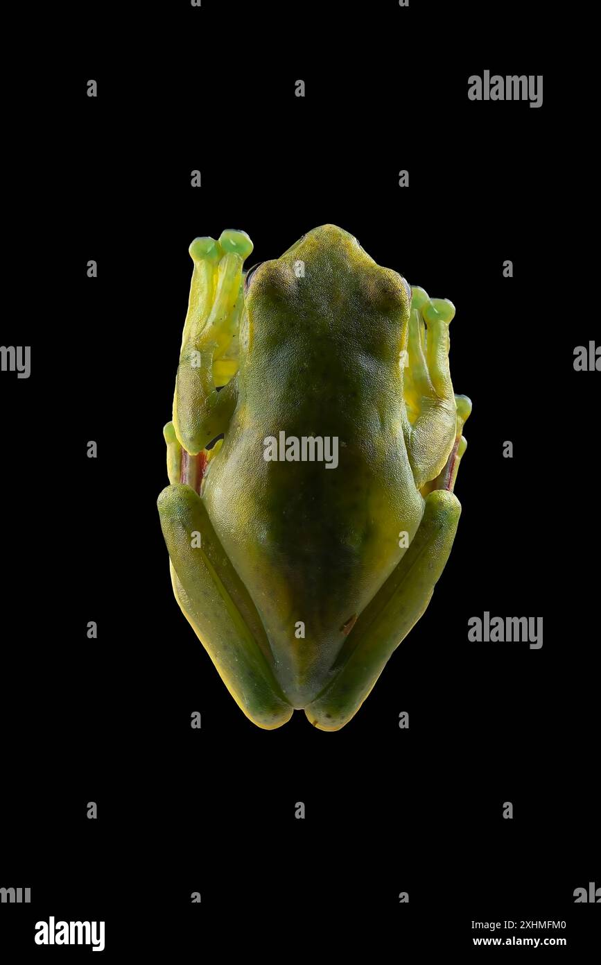 details of a Malayan tree frog seen from above Stock Photo - Alamy