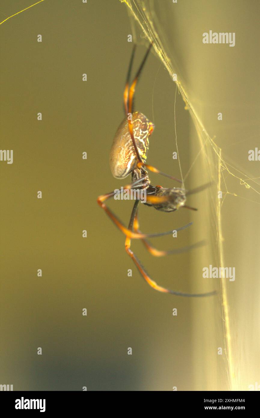 Portrait of a golden orb spider eating a fly in a web Stock Photo - Alamy