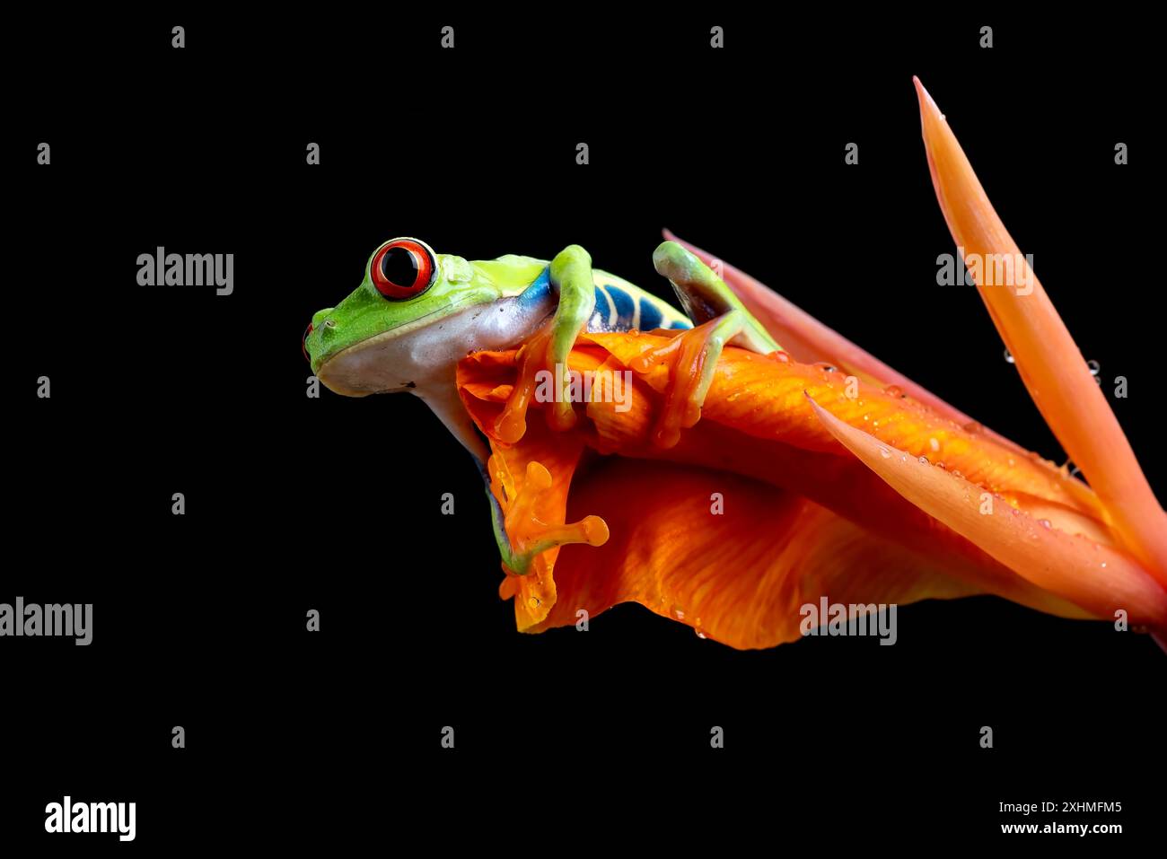Red eyed tree frog on a flower Stock Photo - Alamy