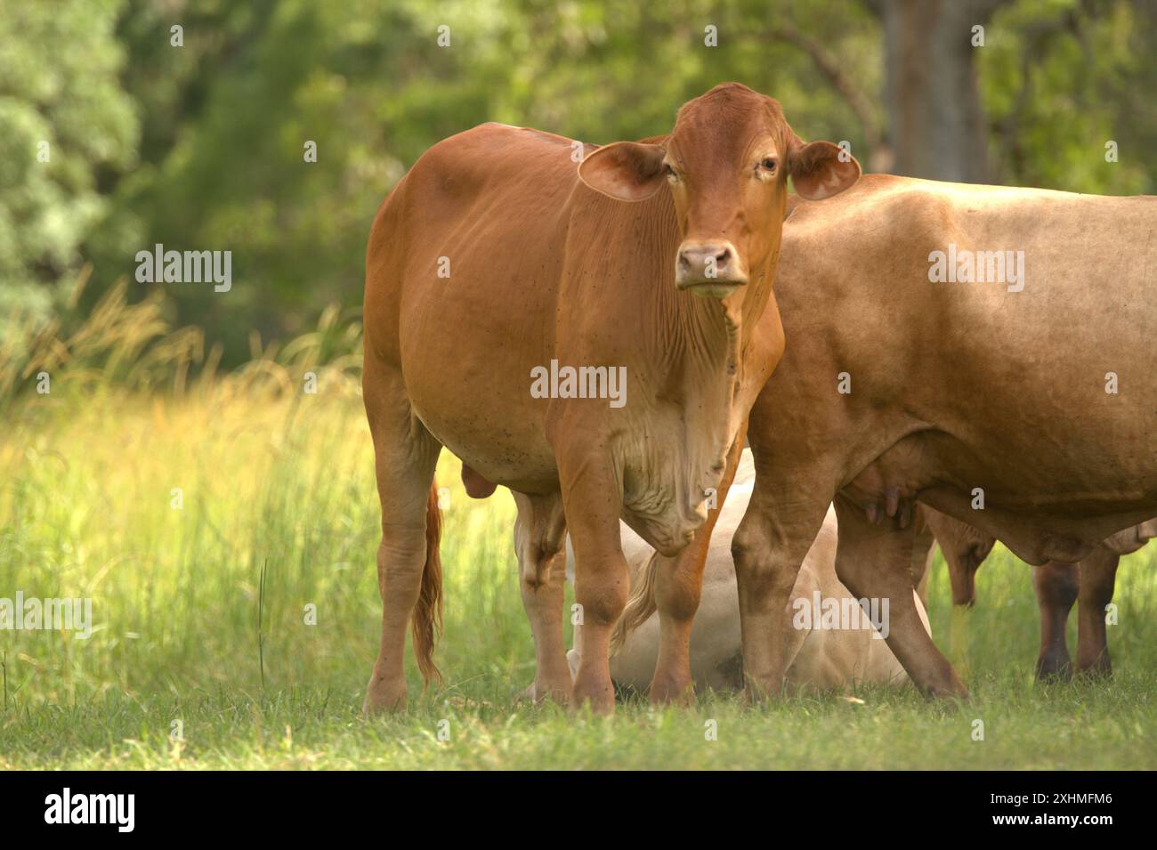 Cow paddock hi-res stock photography and images - Alamy