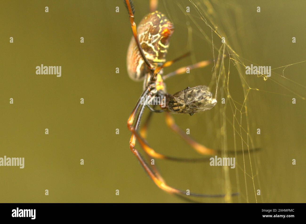Golden orb spider eating a fly caught in it's web Stock Photo - Alamy