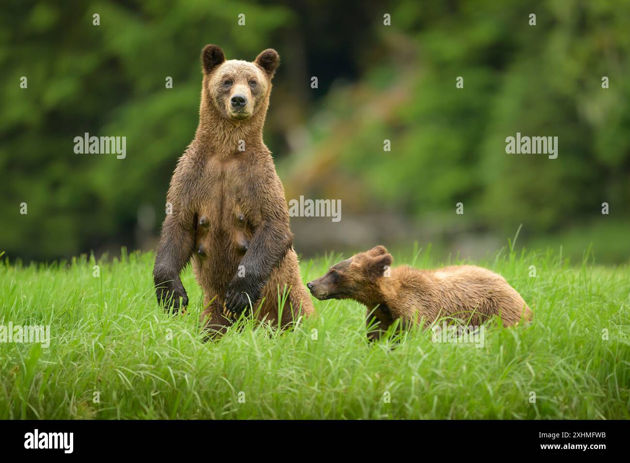 Grizzly bear sow stands hi-res stock photography and images - Alamy
