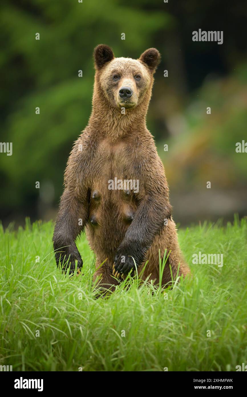 Brown bear standing up hi-res stock photography and images - Alamy