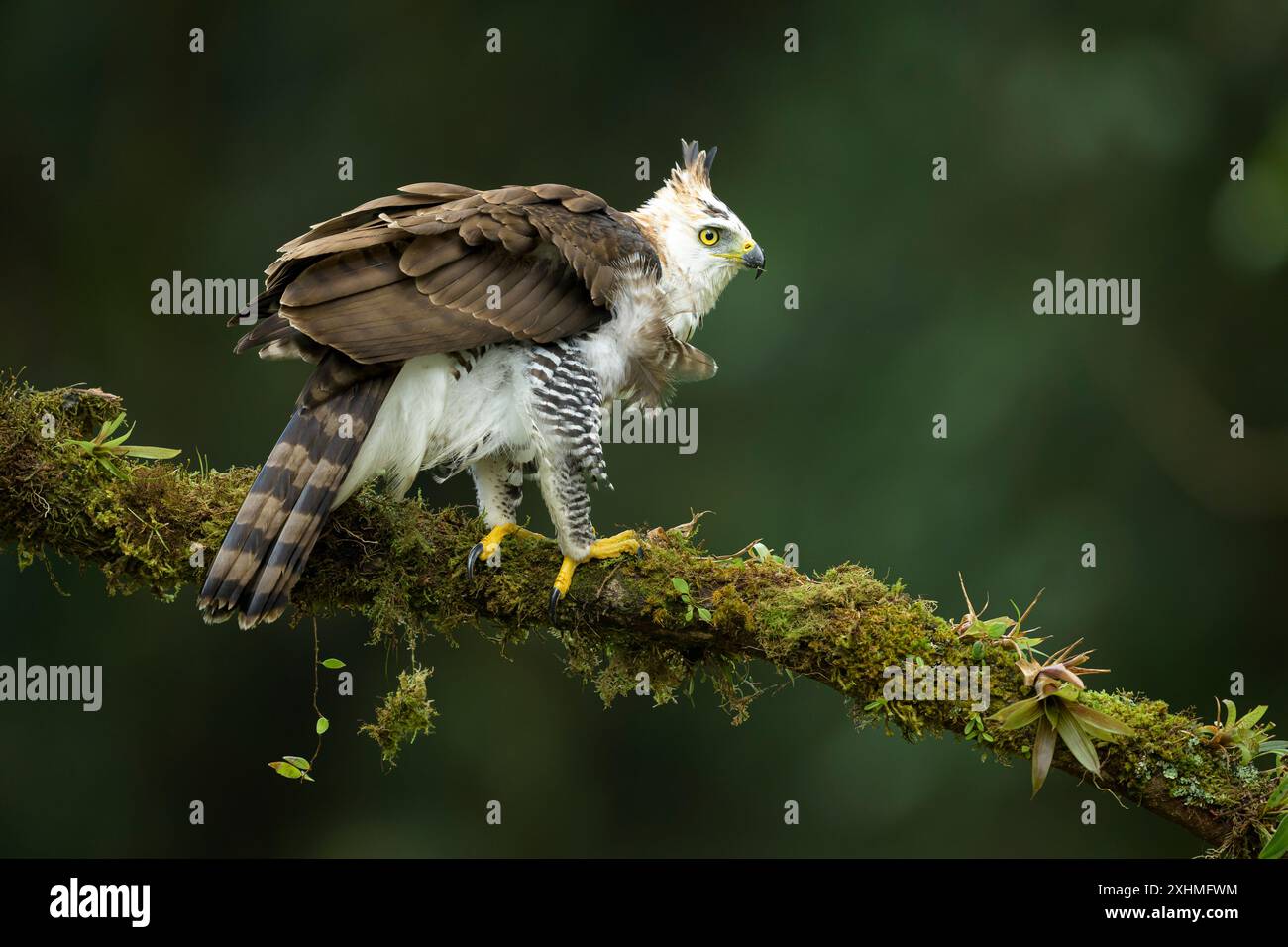 An Ornate Hawk-Eagle perches on moss covered branch Stock Photo - Alamy