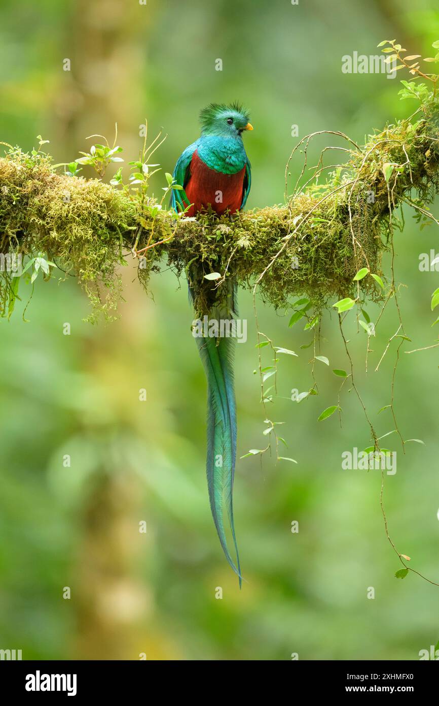 Resplendant quetzal hi-res stock photography and images - Alamy
